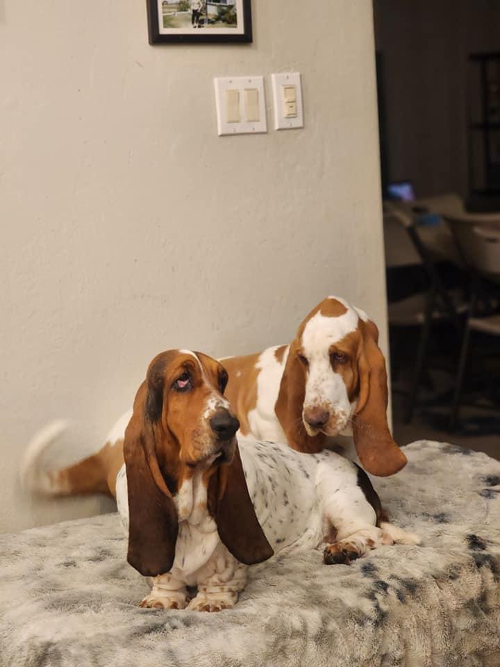 Happy Acre Bassets in Idaho | Basset Hound puppies | Good Dog