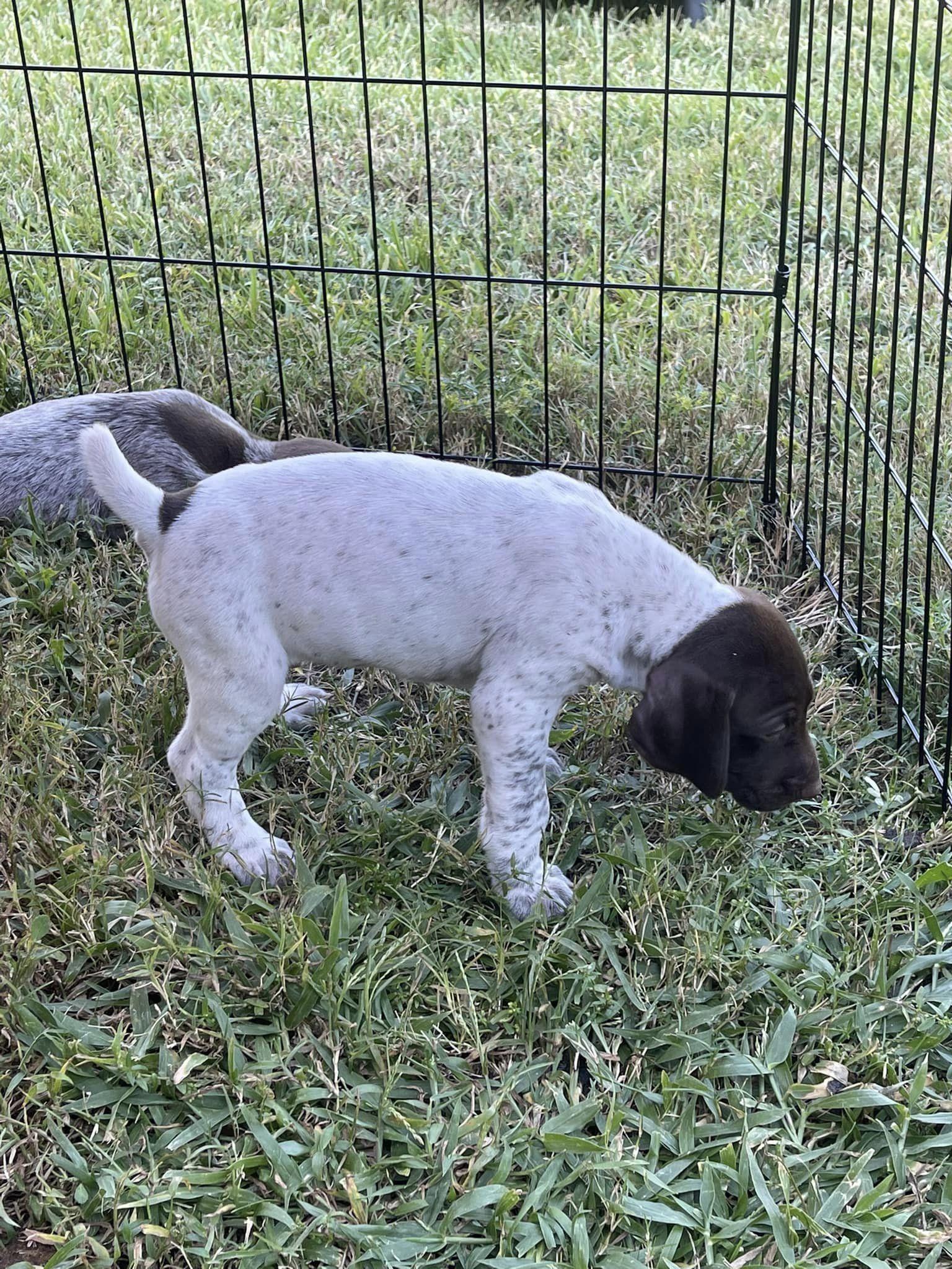 River Ridge GSP in Florida | German Shorthaired Pointer puppies | Good Dog