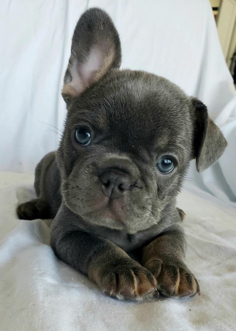 Delilah's Frenchies in Florida | French Bulldog puppies | Good Dog