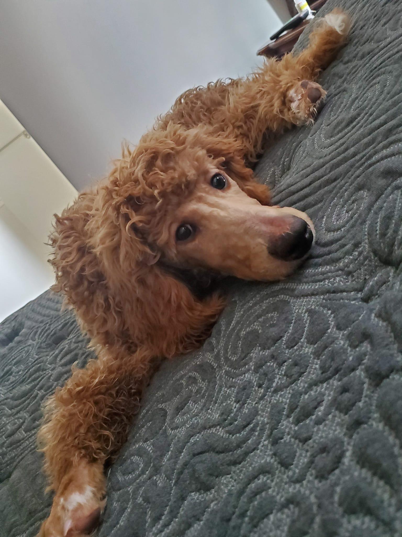 VIP Standard Poodles in Utah | Poodle puppies | Good Dog