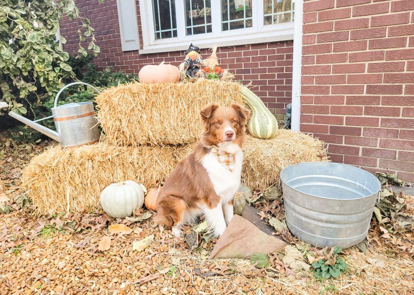 Gordon and Sons Farms in Kentucky | Australian Shepherd puppies | Good Dog