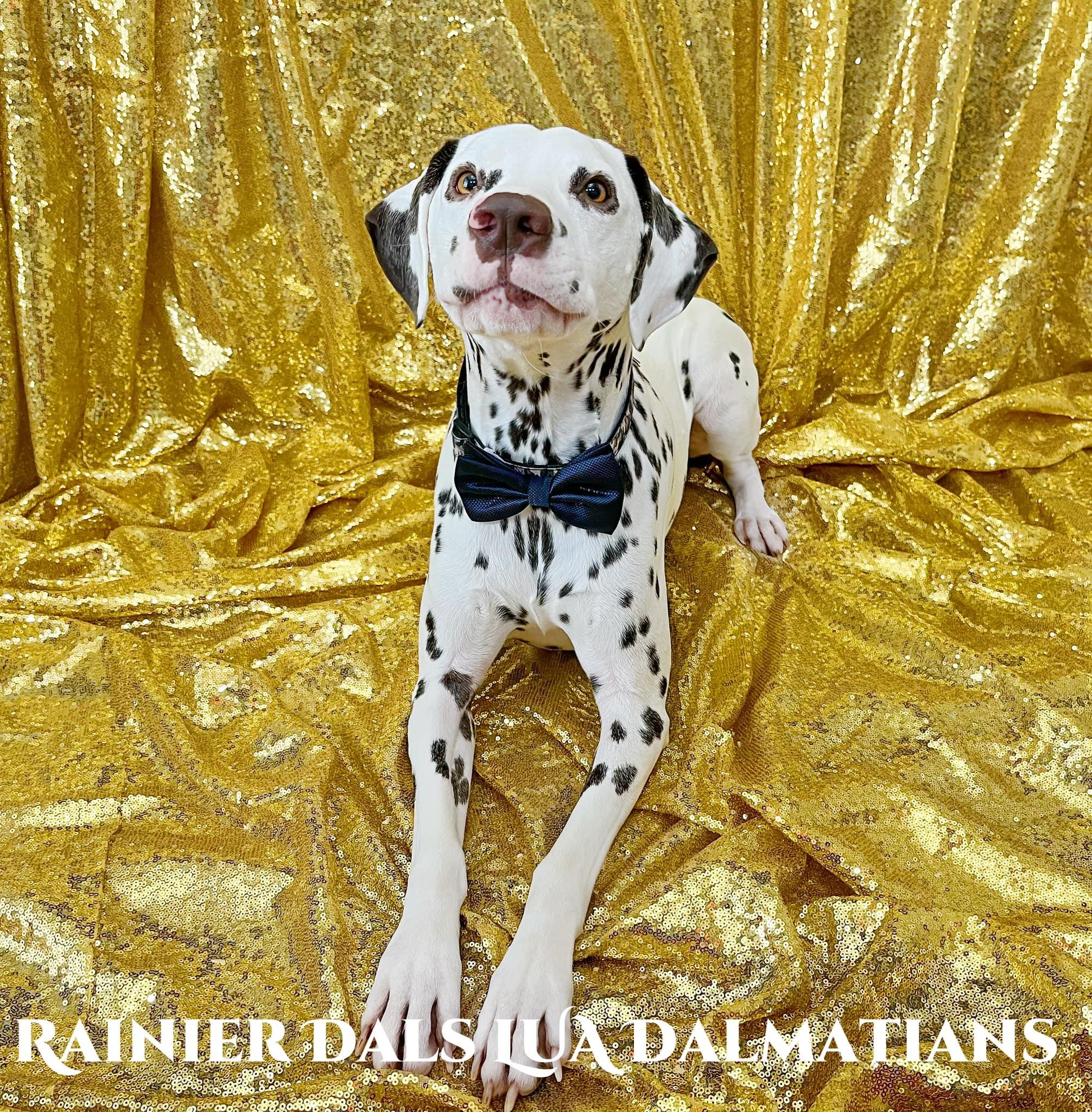 Rainier DALS LUA Dalmatians in Texas | Dalmatian puppies | Good Dog