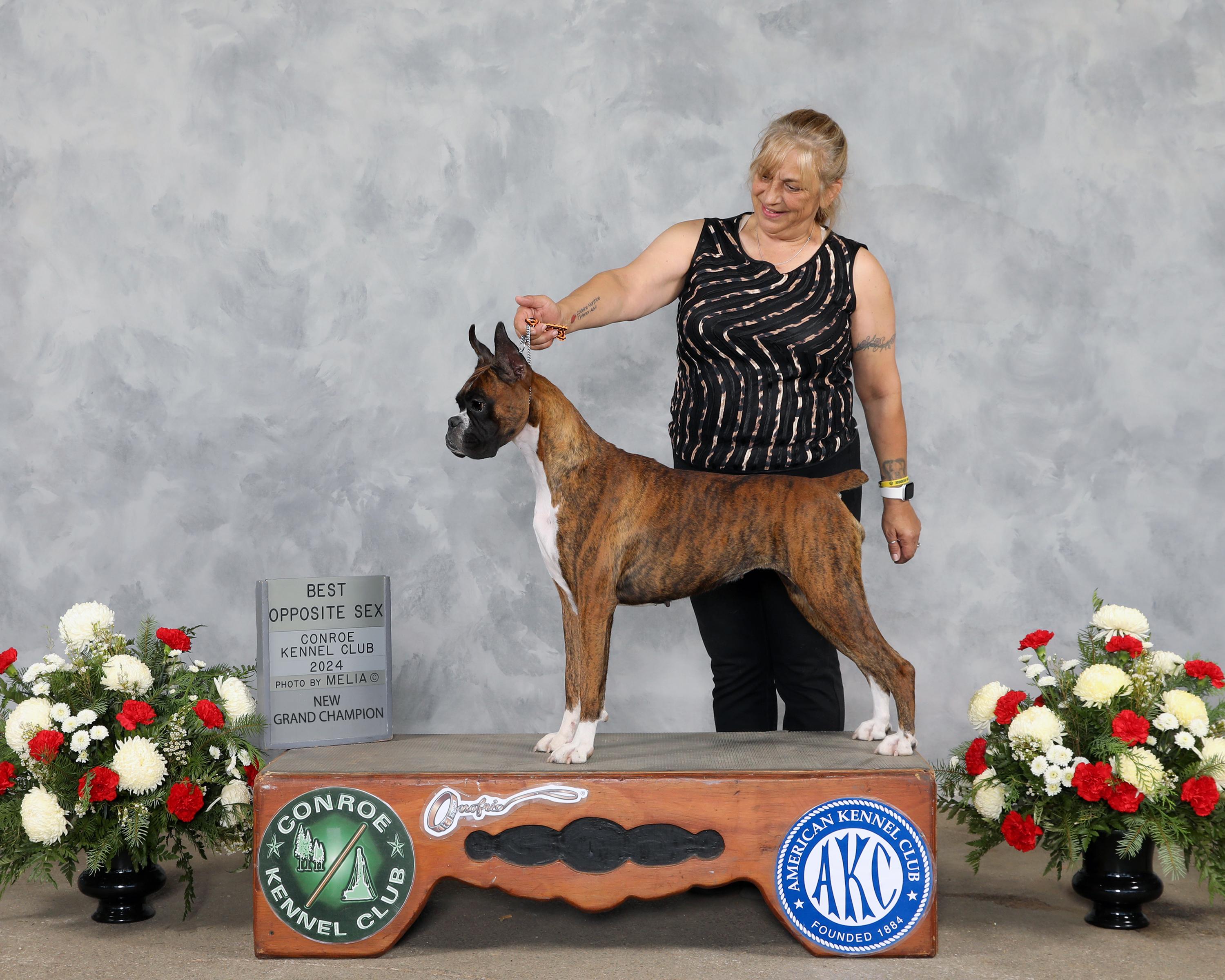 Osda Boxers in Texas | Boxer puppies | Good Dog