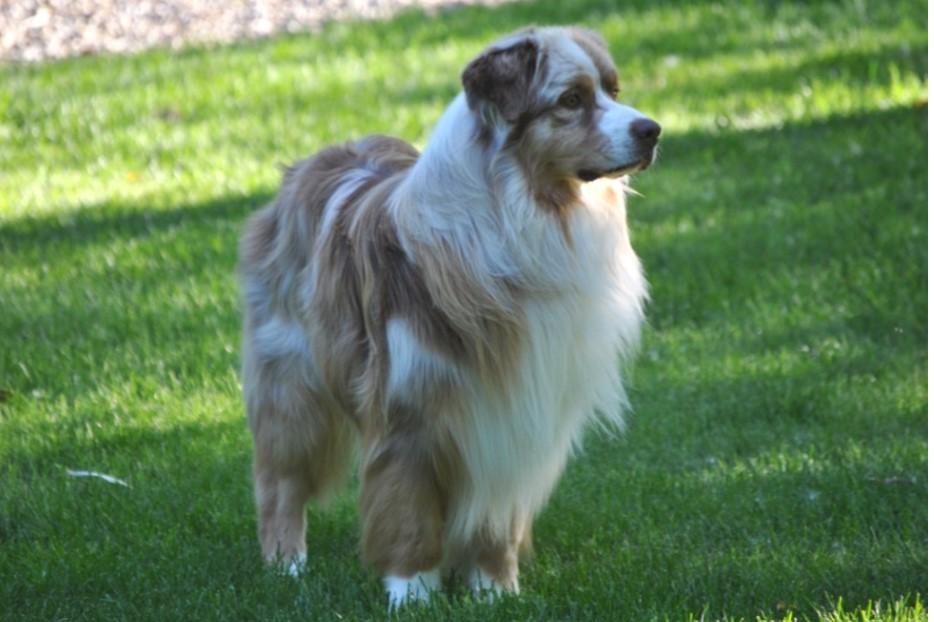 Turnintheherd Aussies in Montana | Australian Shepherd puppies | Good Dog