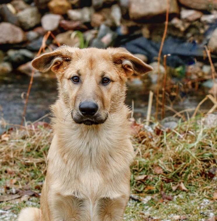 Outlaw Chinooks in Minnesota | Chinook puppies | Good Dog