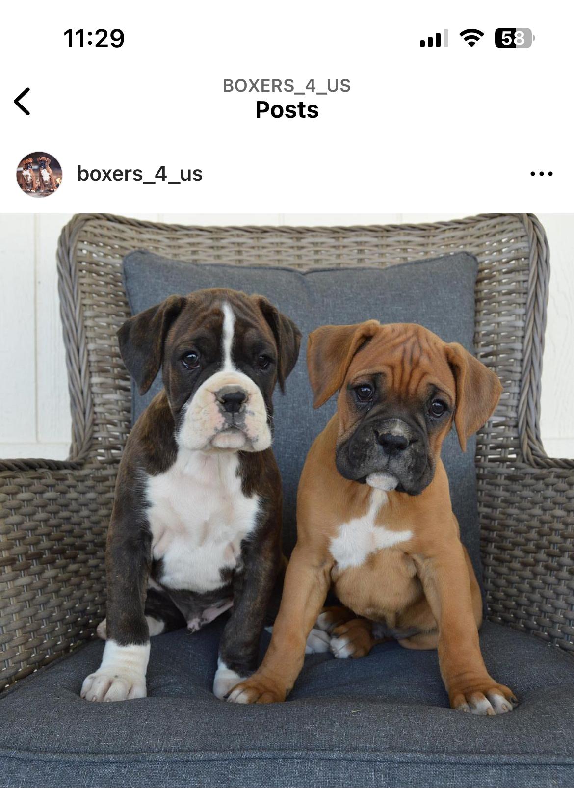 Boxers 4 Us in Colorado | Boxer puppies | Good Dog