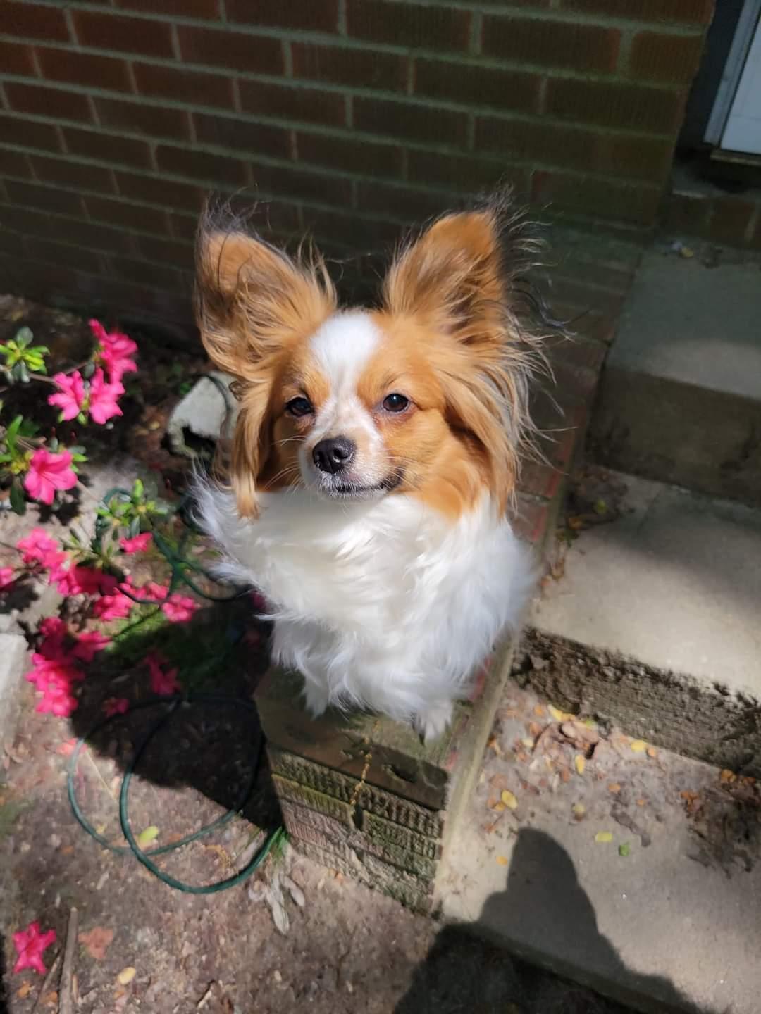Eastern Papillions in North Carolina | Papillon puppies | Good Dog
