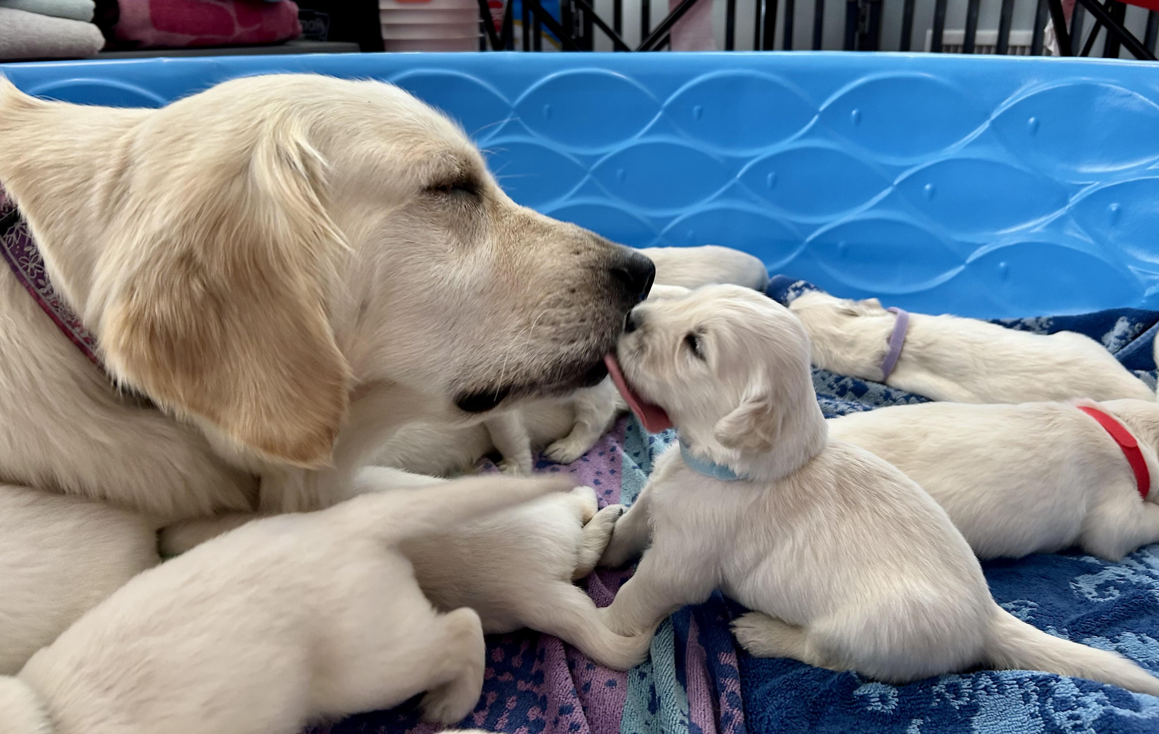 Oakland County Goldens in Michigan | Golden Retriever puppies | Good Dog