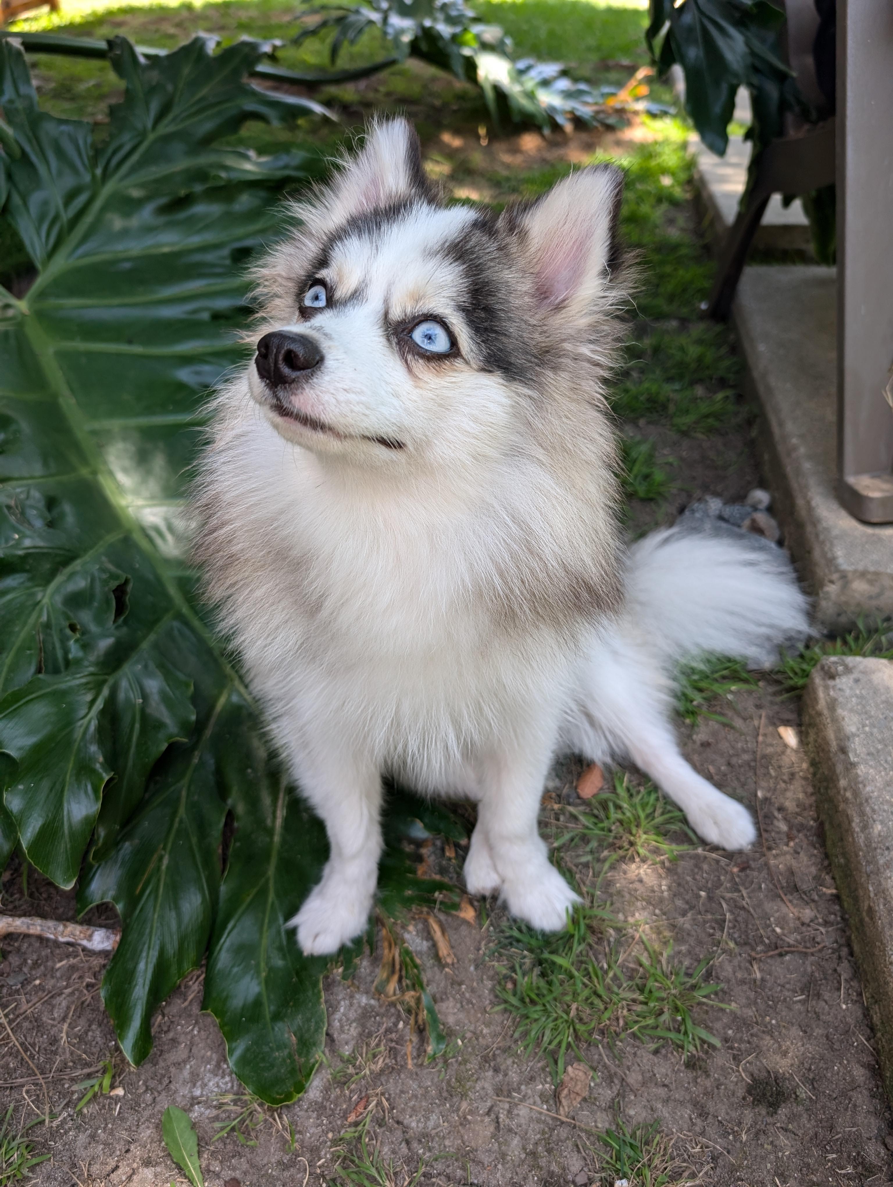 Pomsky Florida in Florida | Pomsky puppies | Good Dog