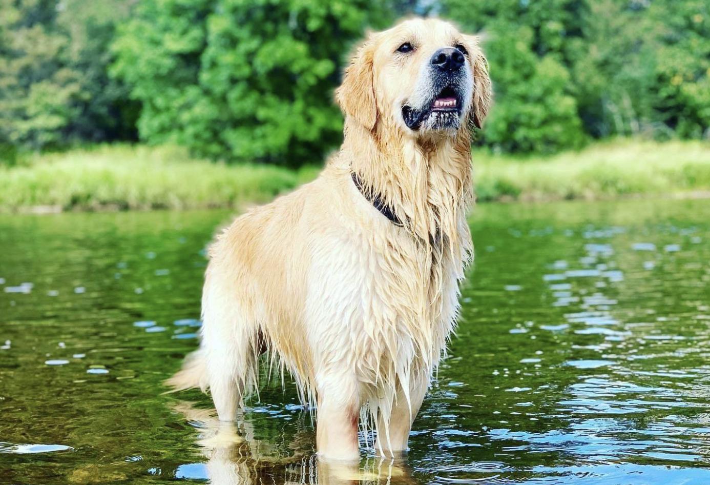 Superior Gold Golden Retrievers in Michigan | Golden Retriever puppies ...