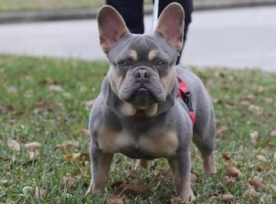 Texas Nu Age Frenchies in Texas | French Bulldog puppies | Good Dog