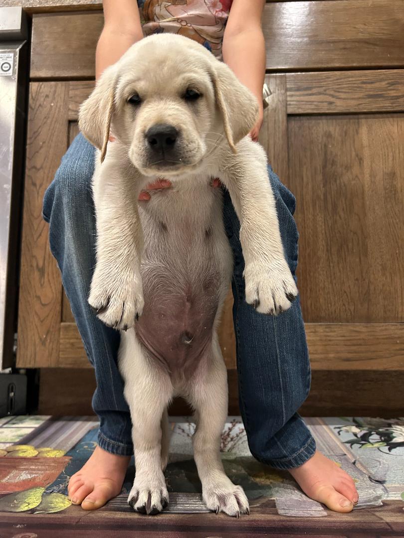 Family Labs in Iowa | Labrador Retriever puppies | Good Dog