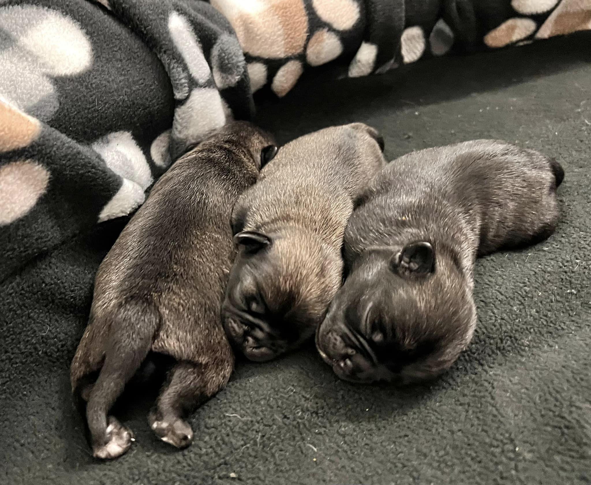 Love Bugg Pups in Florida | Companion Cross puppies | Good Dog