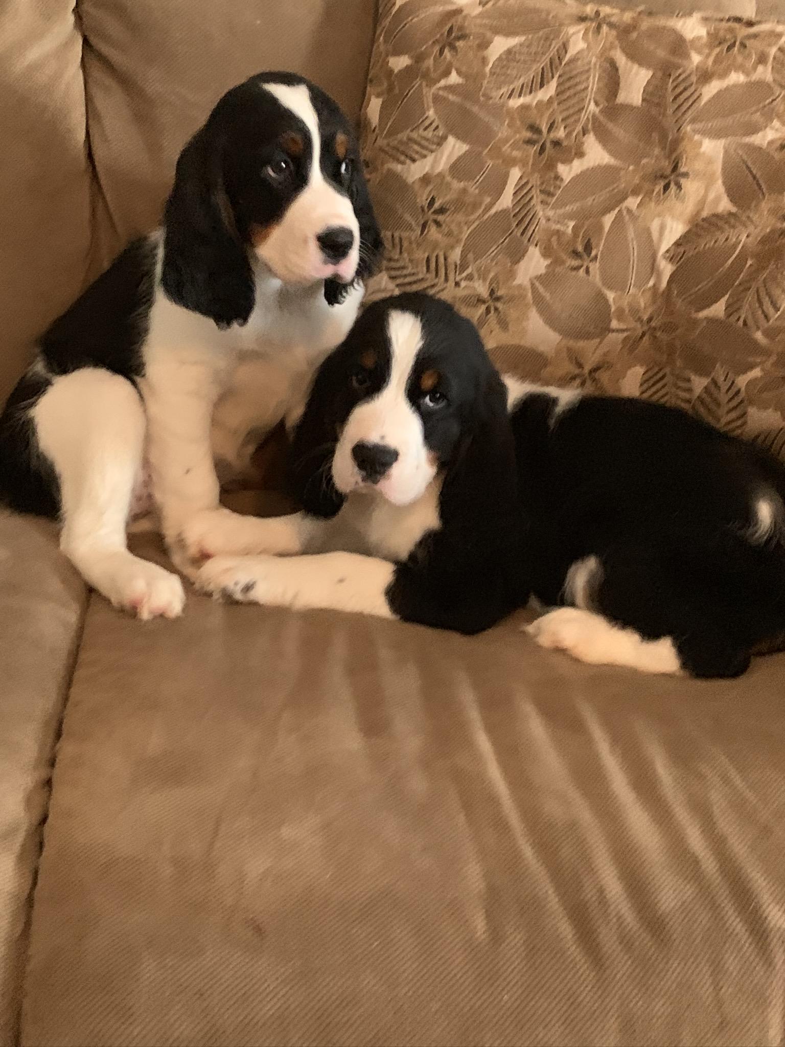 Legacy in Nevada | English Springer Spaniel puppies | Good Dog