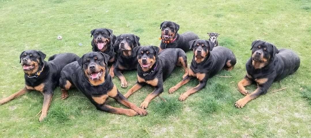 Tranquil Peak Rottweilers in Colorado | Rottweiler puppies | Good Dog