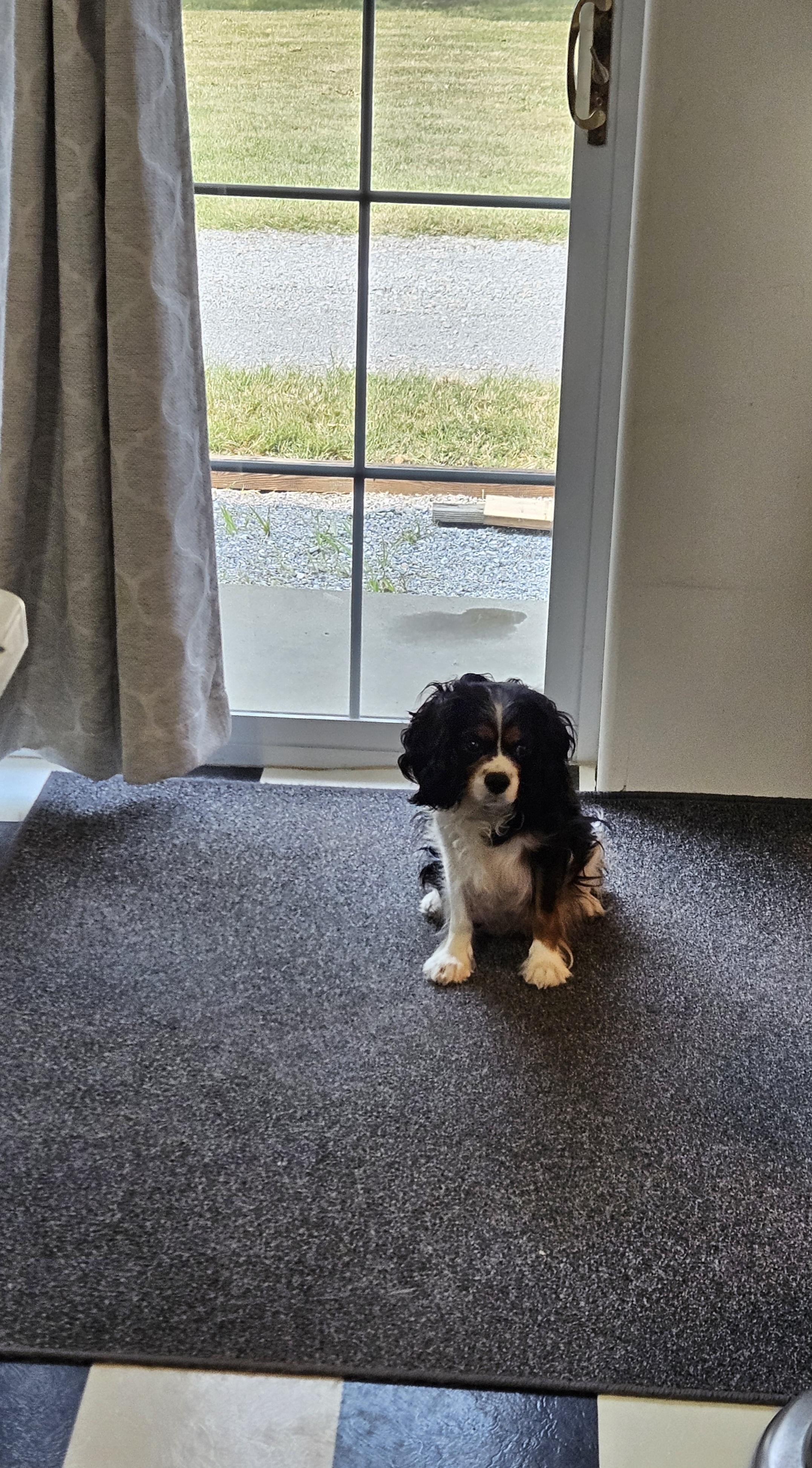Debs Doodles, Cavapoos, Cavadoodles in Illinois | Cavapoo, Goldendoodle ...