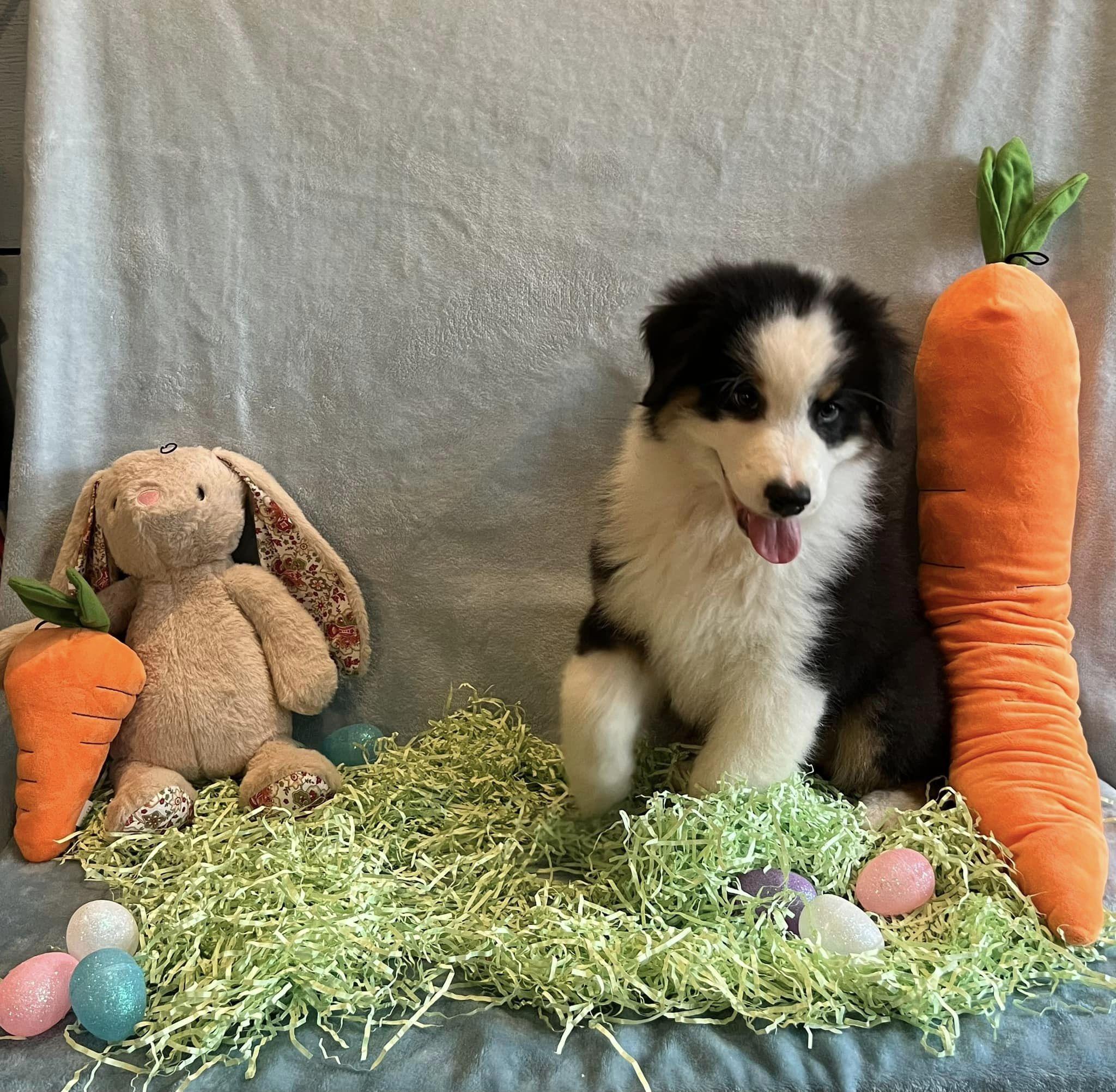 Bazinga! Australian Shepherds in Texas | Australian Shepherd puppies ...