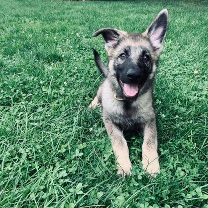 Haus Skyborne Shepherds KL 12750 in Pennsylvania | German Shepherd ...