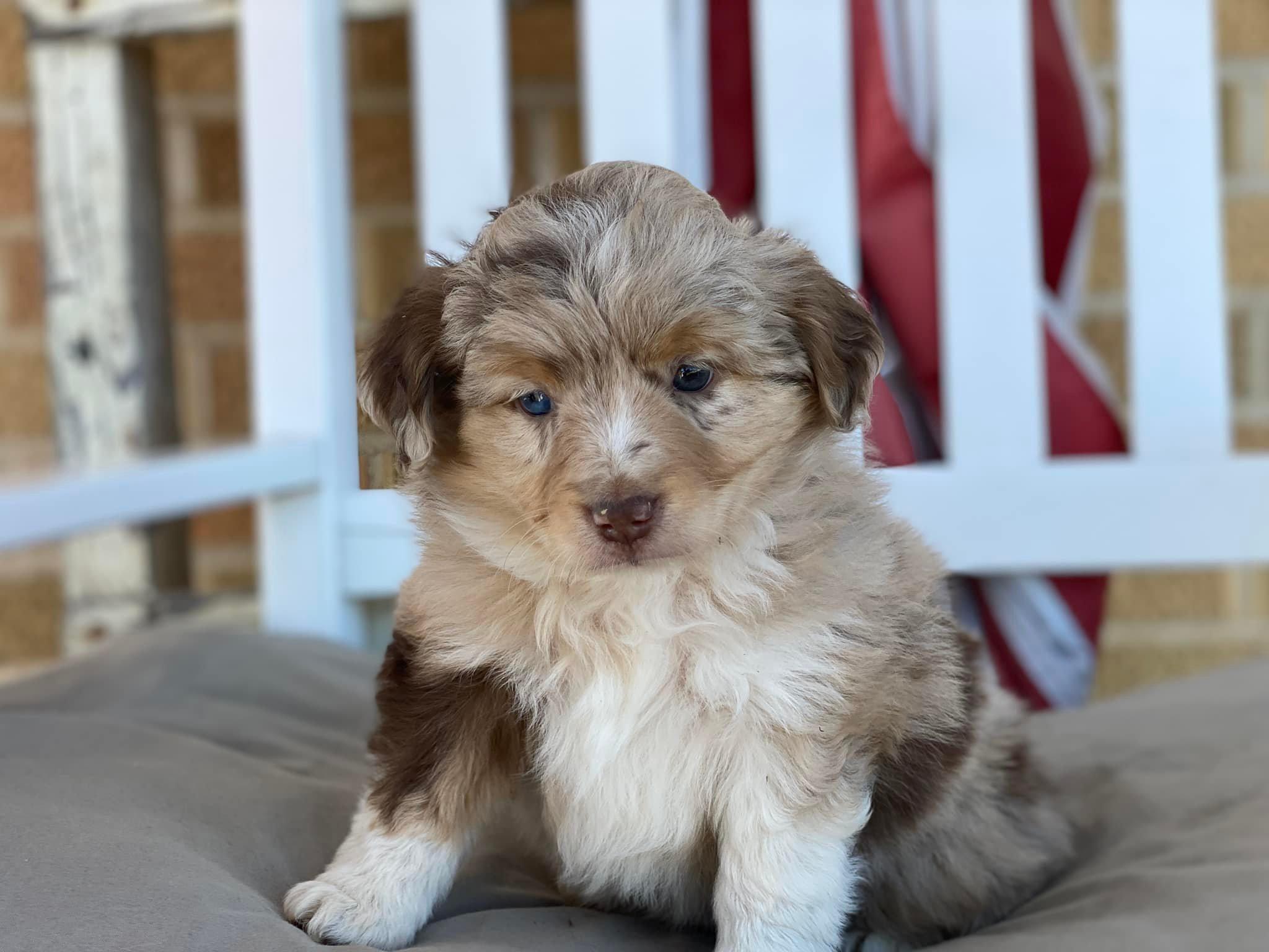 Sunrise Acres Kennels in Missouri | Miniature Australian Shepherd ...