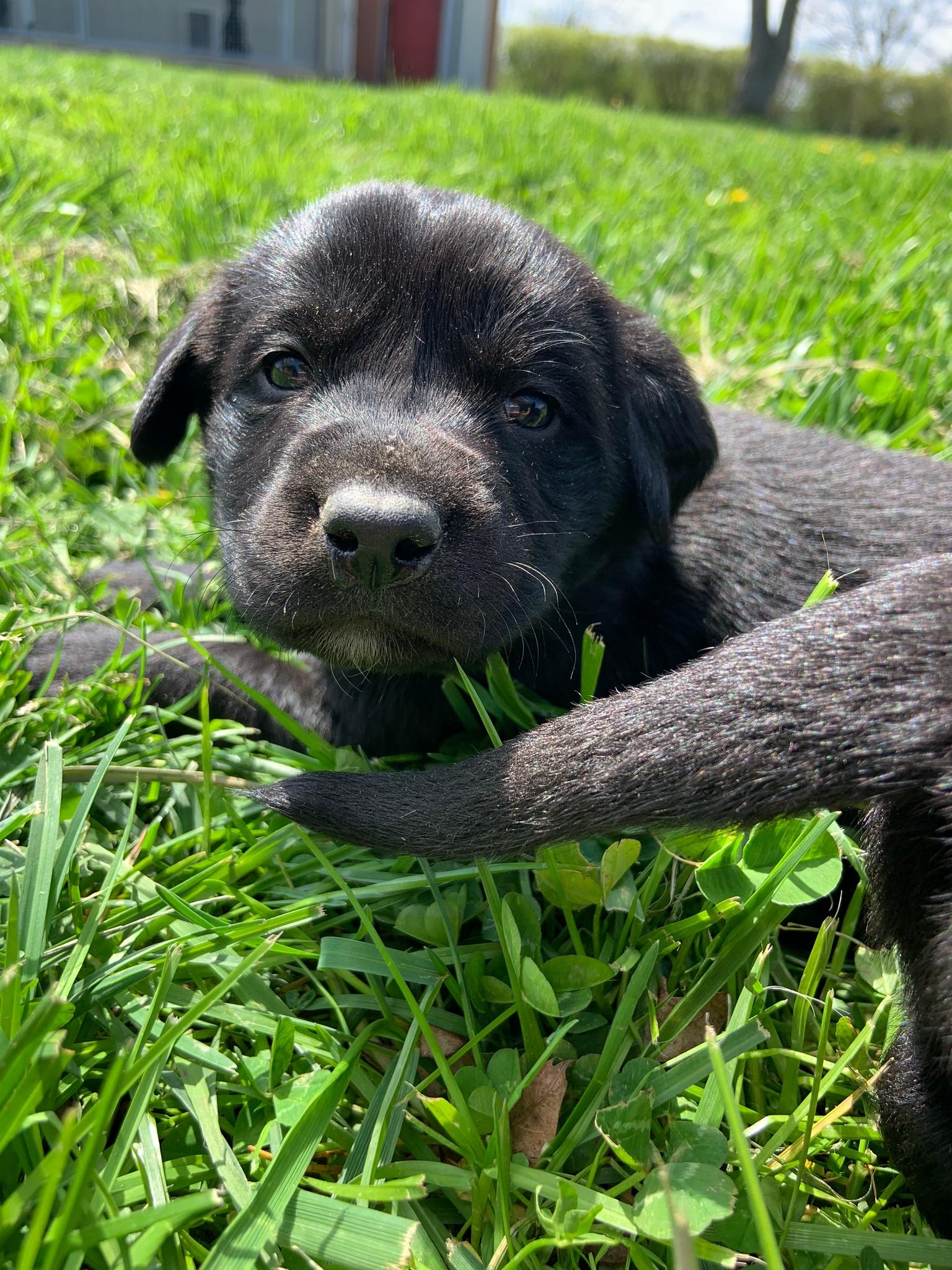 On Point Labradors in Indiana | Labrador Retriever puppies | Good Dog