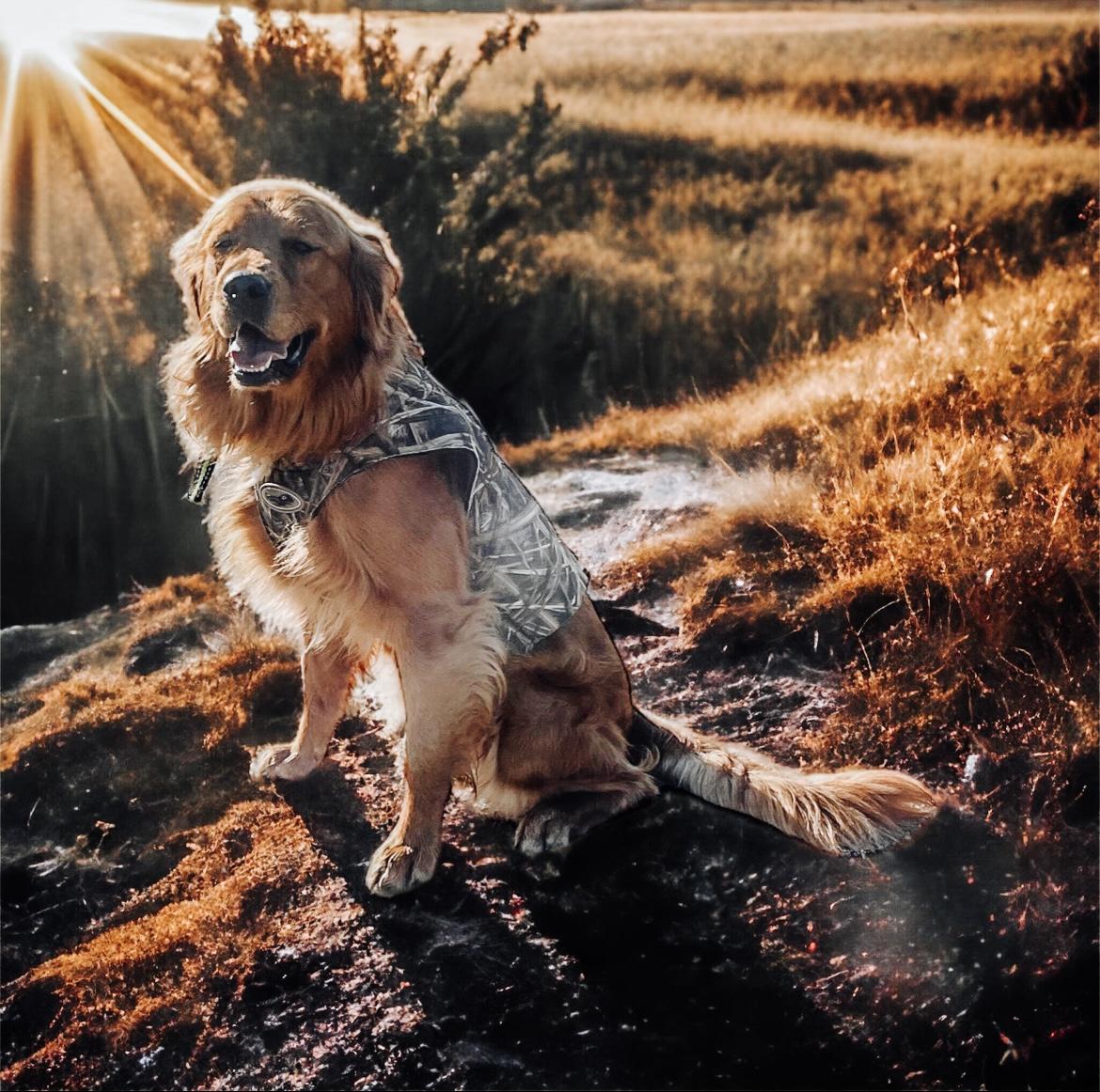 Happy Tails in Wisconsin | Golden Retriever puppies | Good Dog