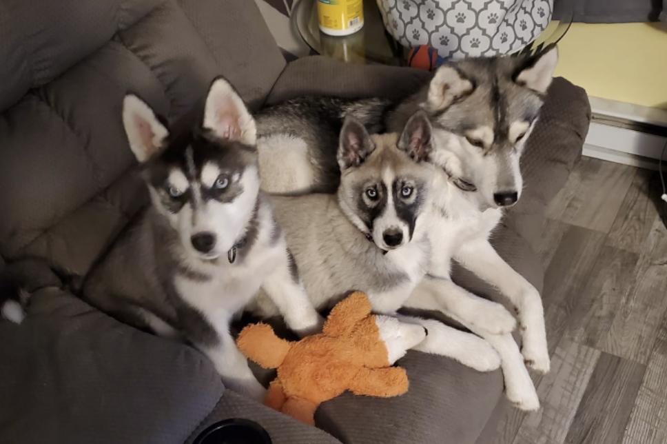 Pure Michigan Family Raised Huskies in Michigan | Siberian Husky ...
