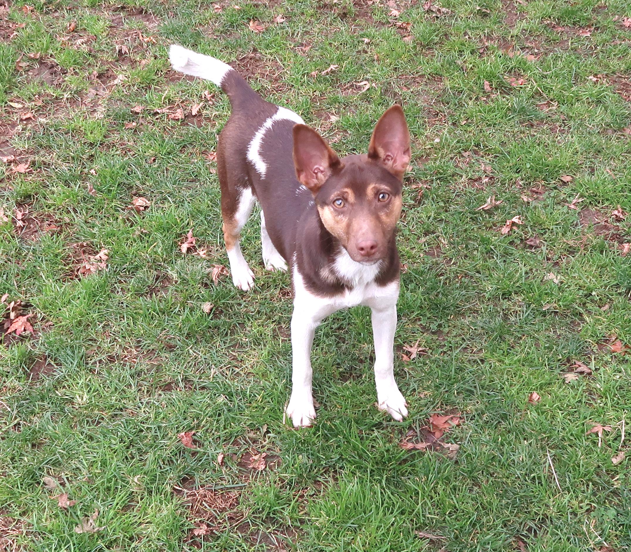 Gems Rat Terriers in Tennessee | Rat Terrier puppies | Good Dog