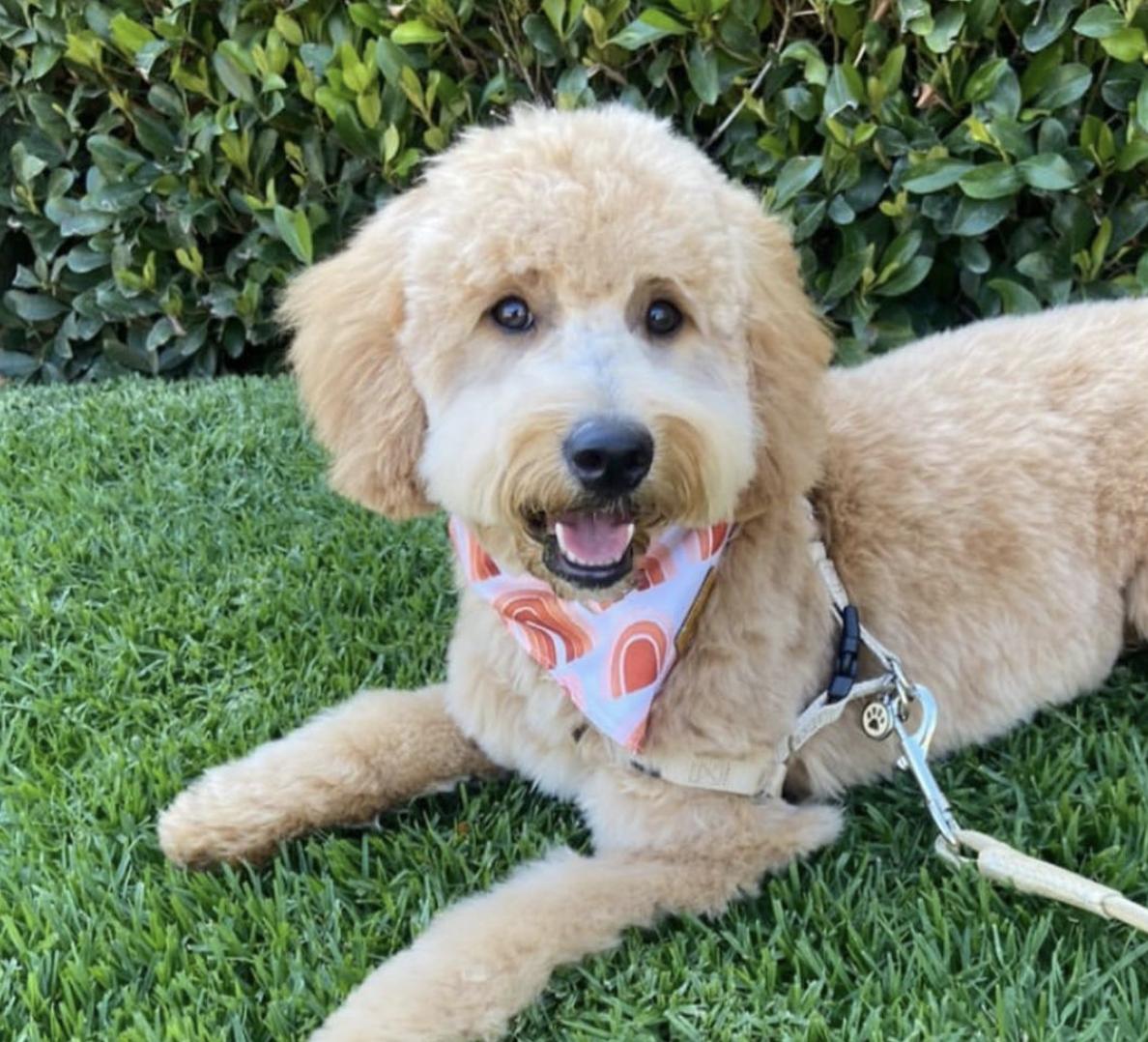 Aspen Doodles in Utah | Goldendoodle puppies | Good Dog