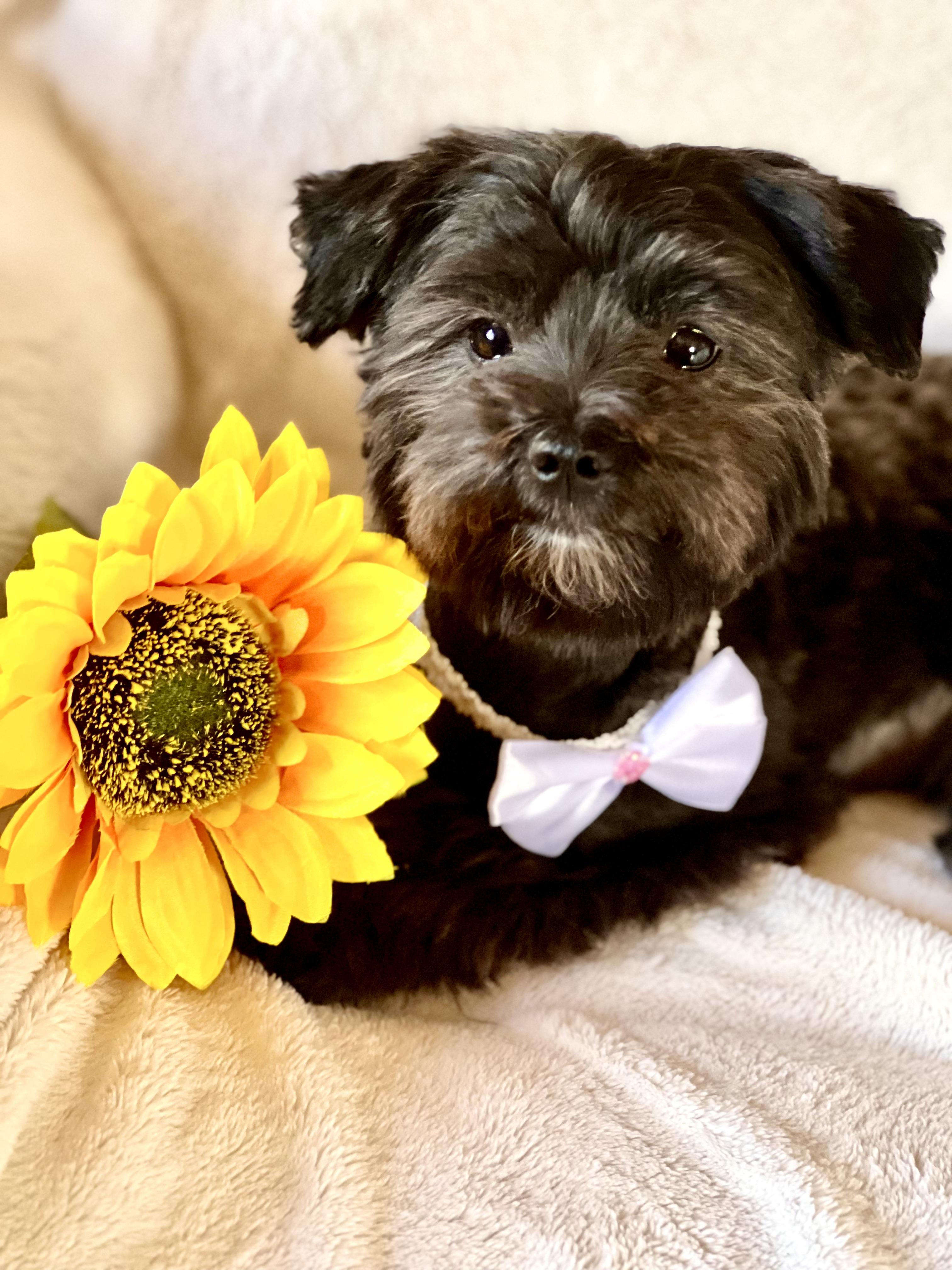 Kay’s Cutie Poos in Arkansas | Cavapoo, Morkie, Companion Cross or ...