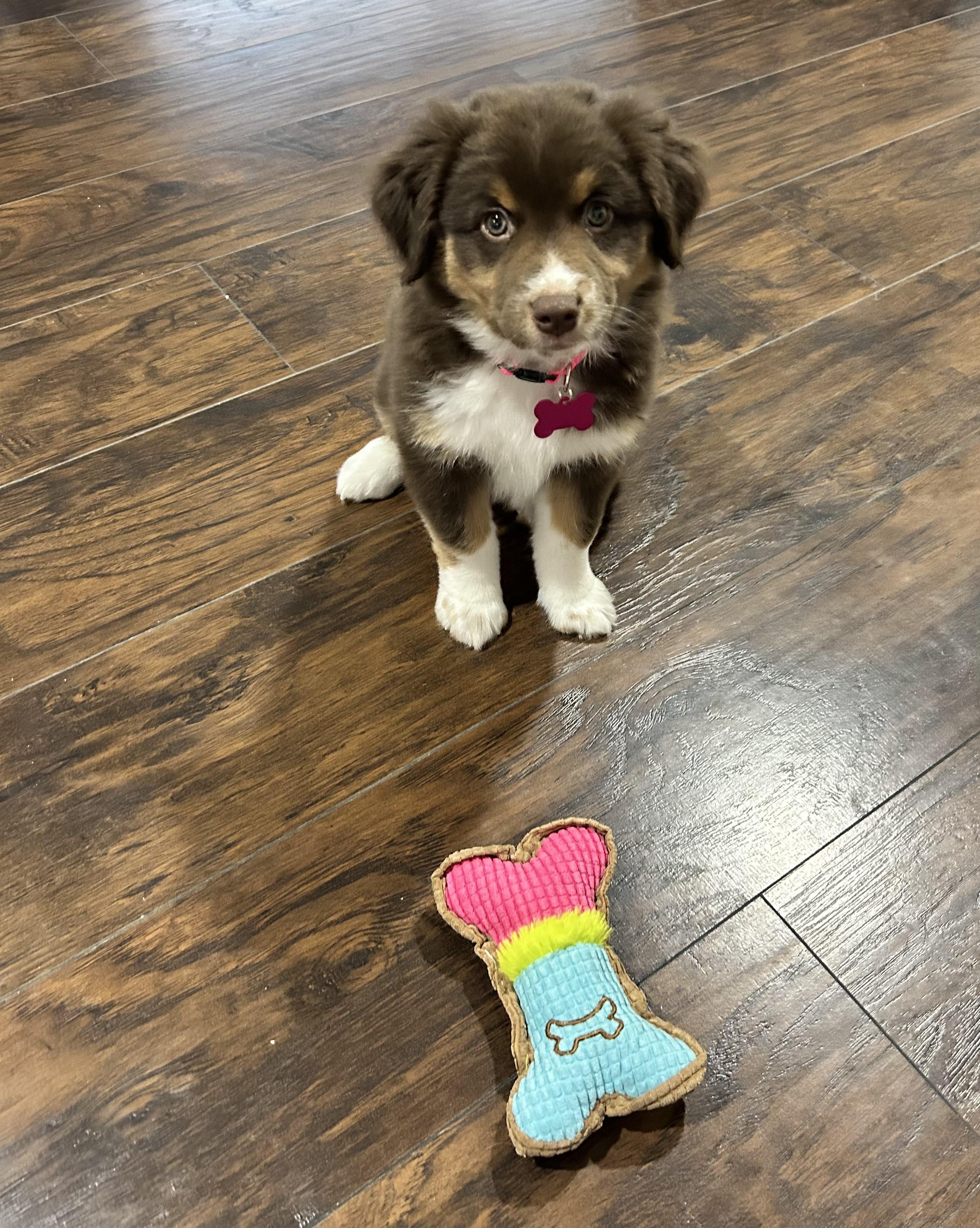 Onyx Farms in Iowa | Miniature Australian Shepherd puppies | Good Dog