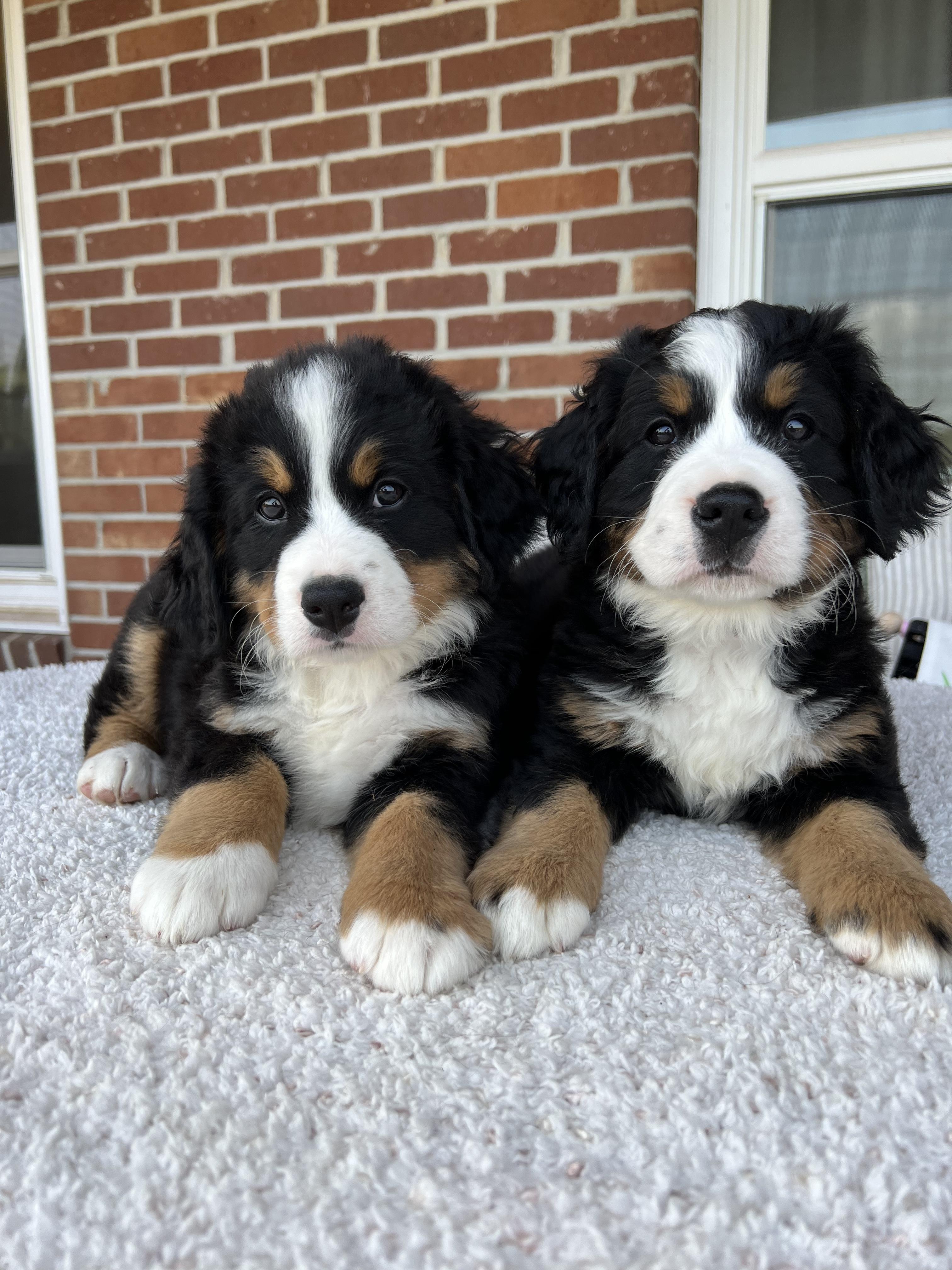 Blue Ridge Bernese in Virginia | Bernese Mountain Dog puppies | Good Dog