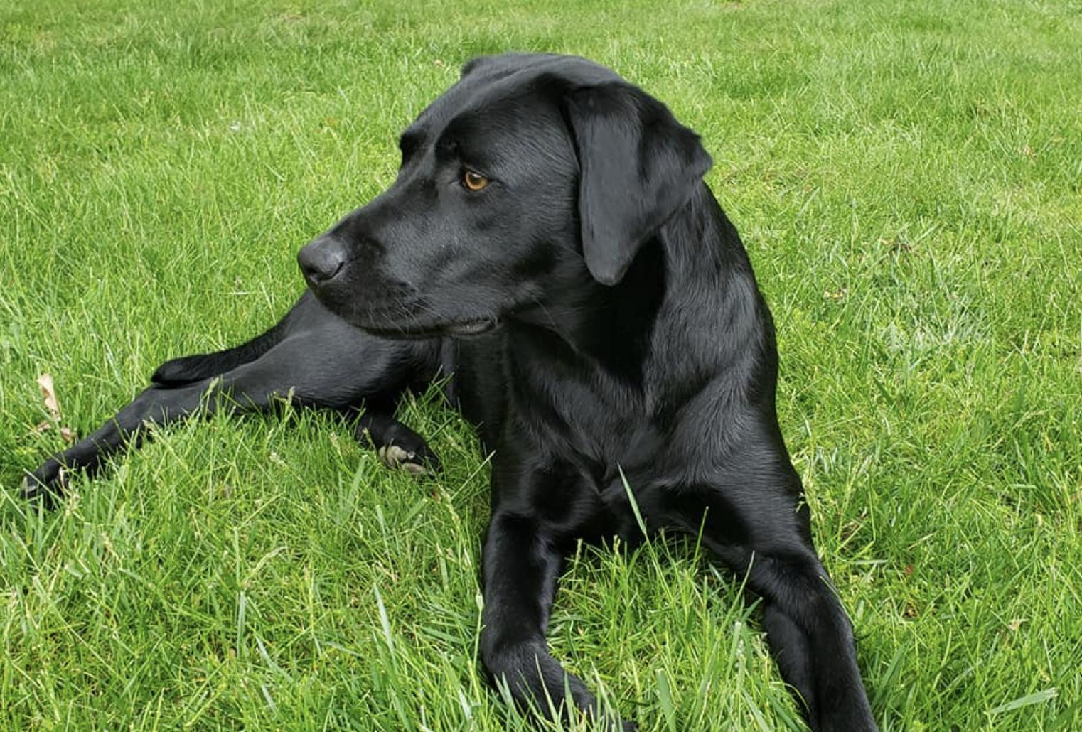 Boundless Labradors in New Jersey | Labrador Retriever puppies | Good Dog