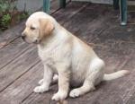 Sheridan Ranch Labradors in Florida | Labrador Retriever puppies | Good Dog