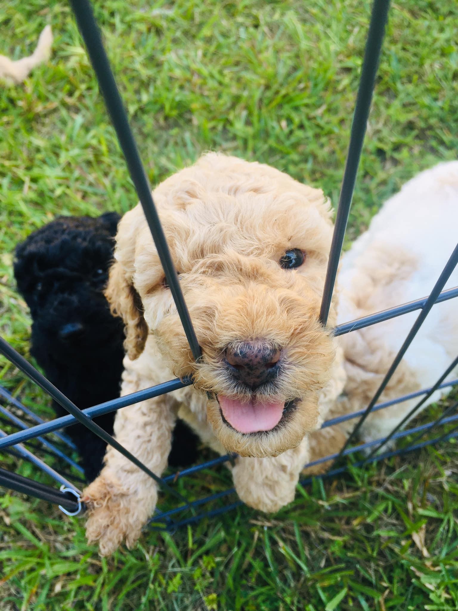 JC Doodles in Alabama | Goldendoodle puppies | Good Dog