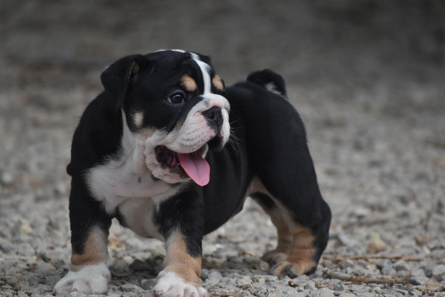 Miesha Carver's Bulldogs in Arkansas | Bulldog and Dachshund puppies ...
