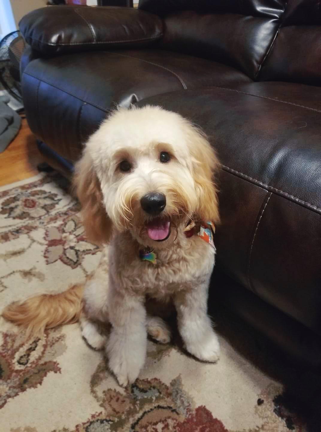 Hoosier Mini Doodles in Indiana | Goldendoodle puppies | Good Dog