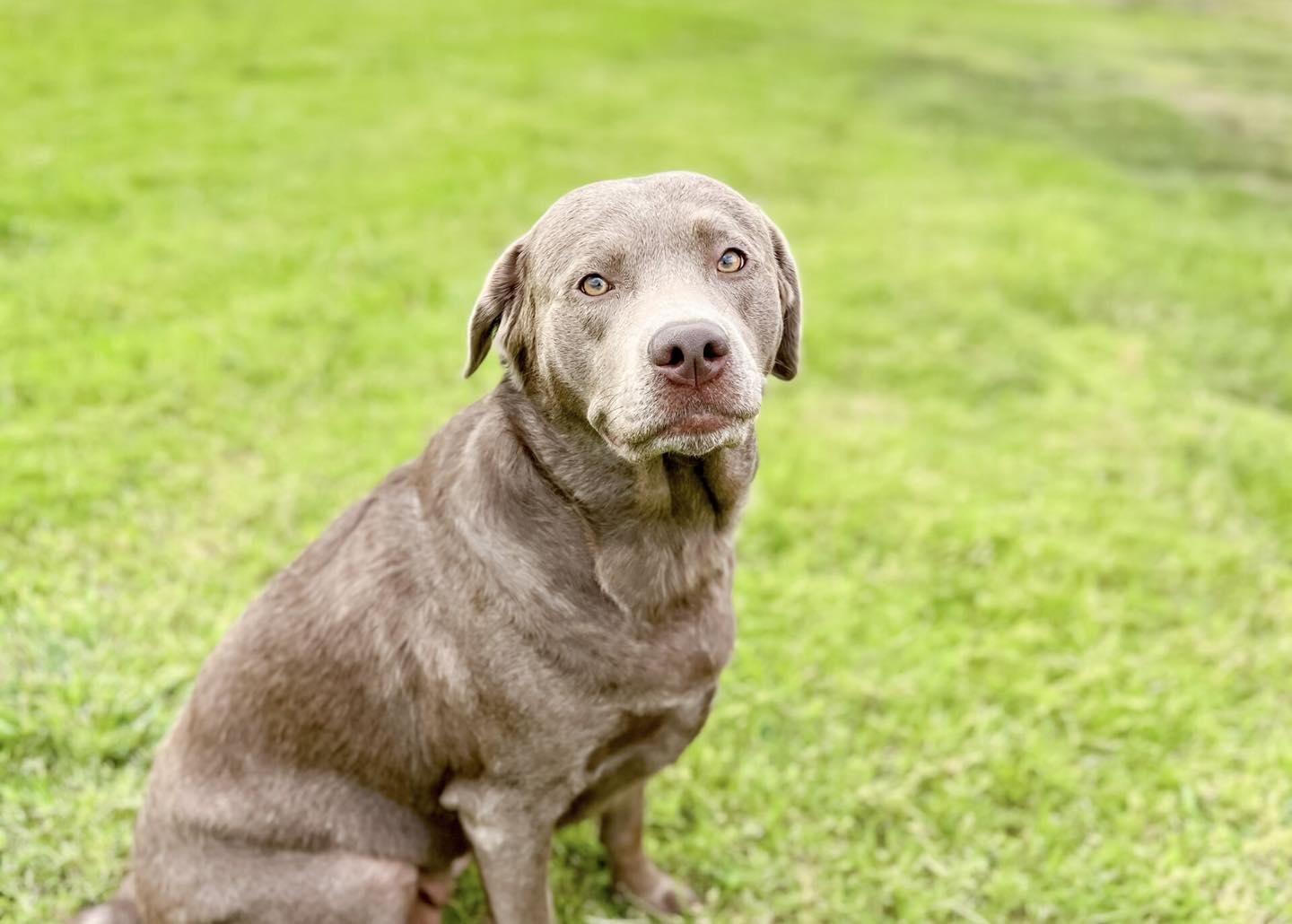 T3 Pups in Texas | Dilute Retriever puppies | Good Dog