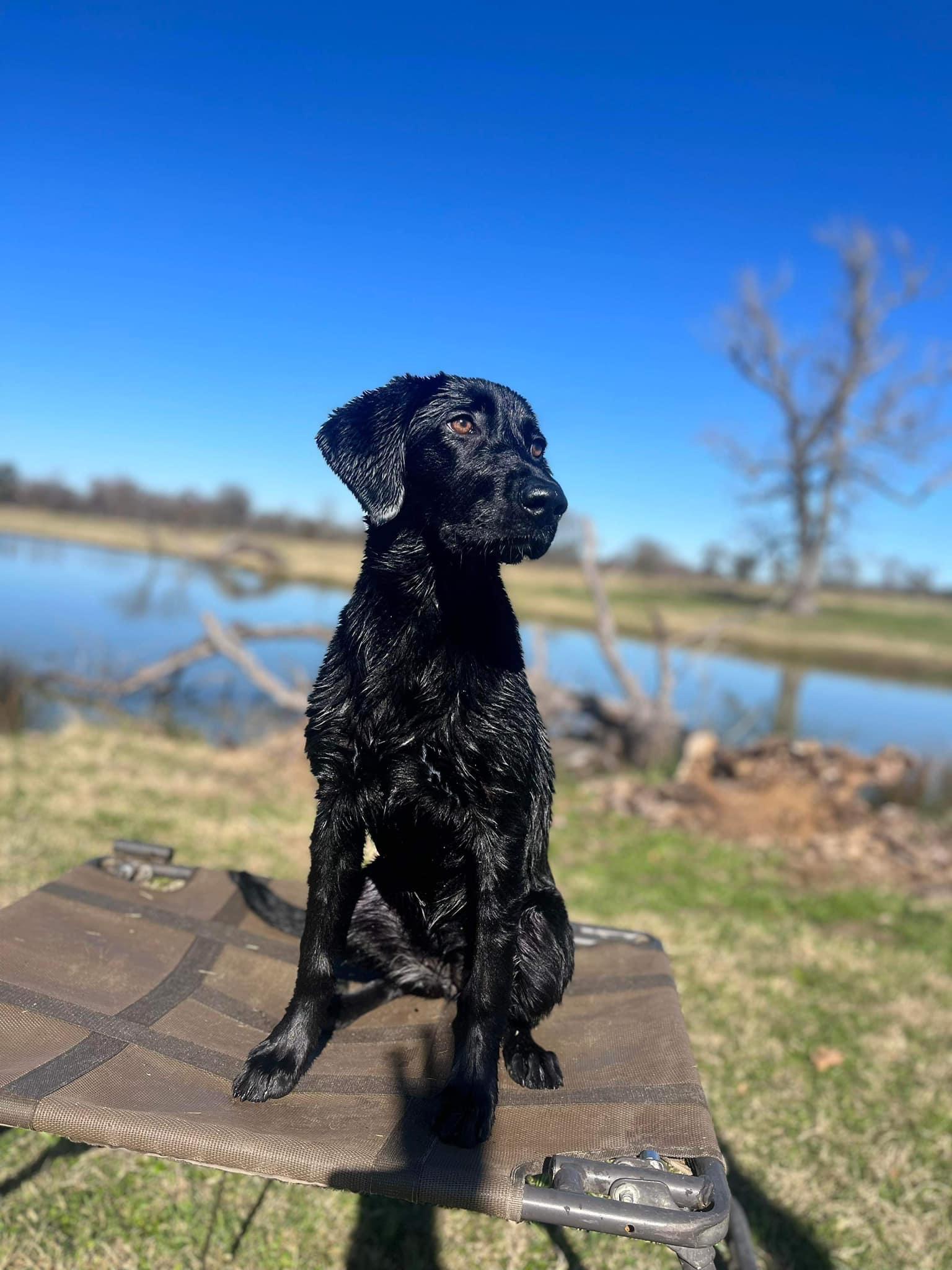 J and D Retrievers in Texas | Labrador Retriever puppies | Good Dog