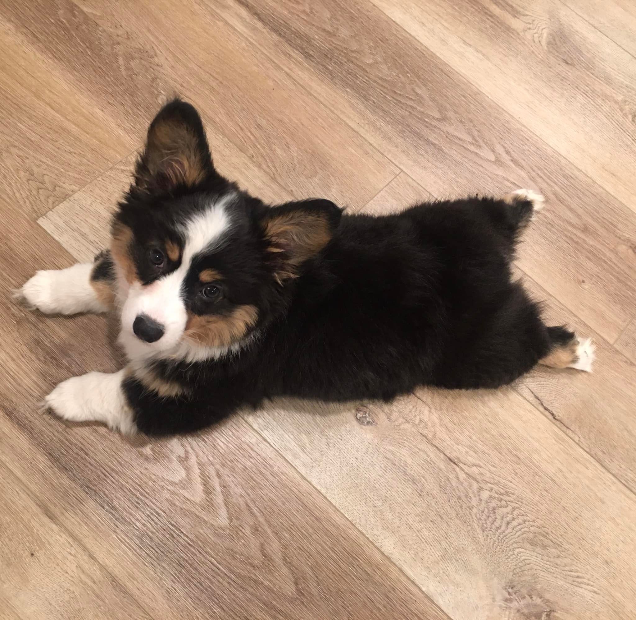 The Comma Corgis in Texas | Pembroke Welsh Corgi and American Corgi ...