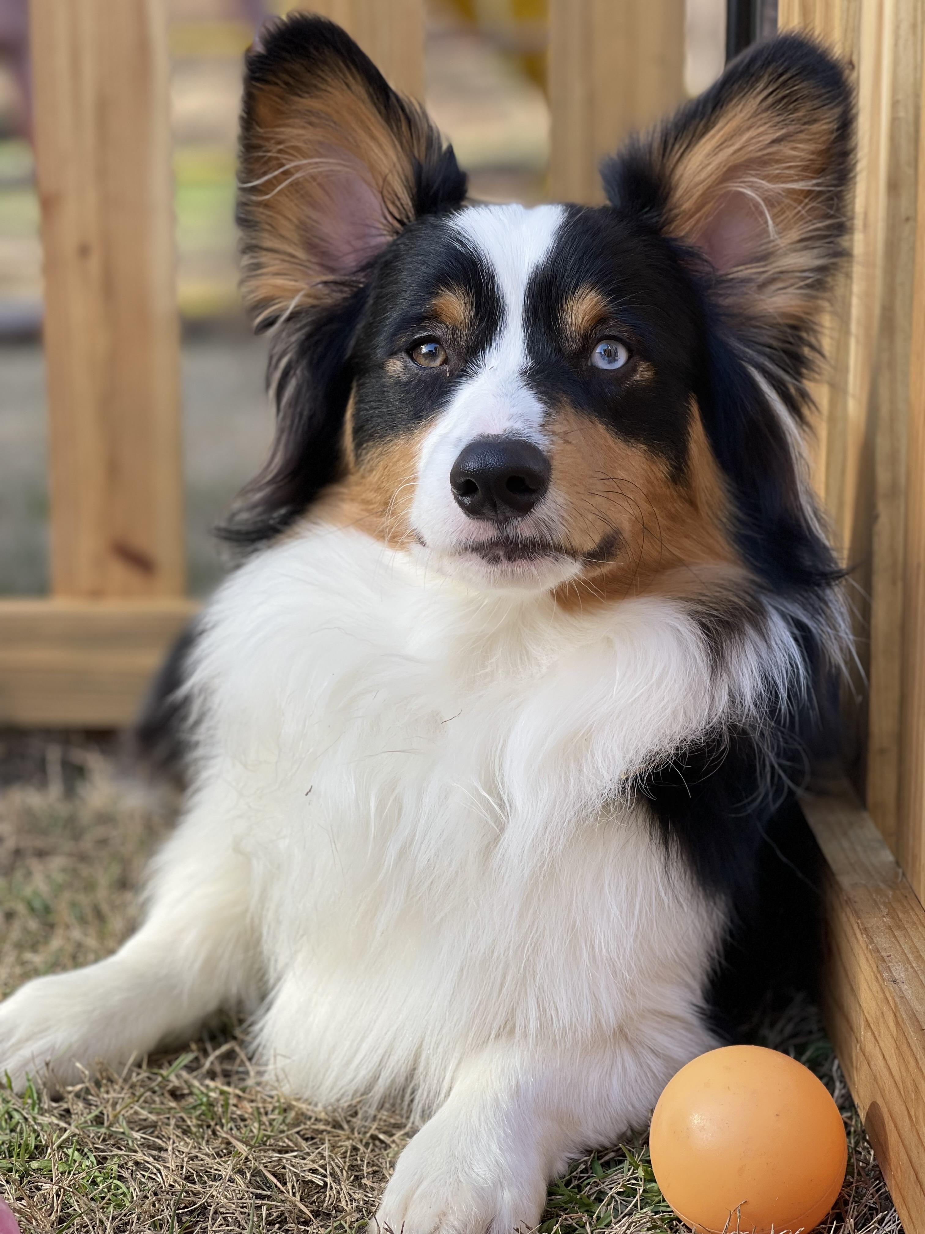 Paper Moon Corgis in Georgia | Pembroke Welsh Corgi and American Corgi ...