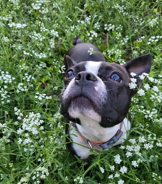 Charlie Chaplin Jr. Boston Terriers in Texas | Boston Terrier puppies ...