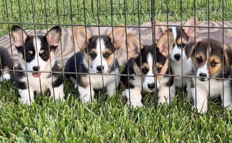 Chapman Corgis in Missouri | Pembroke Welsh Corgi and American Corgi ...