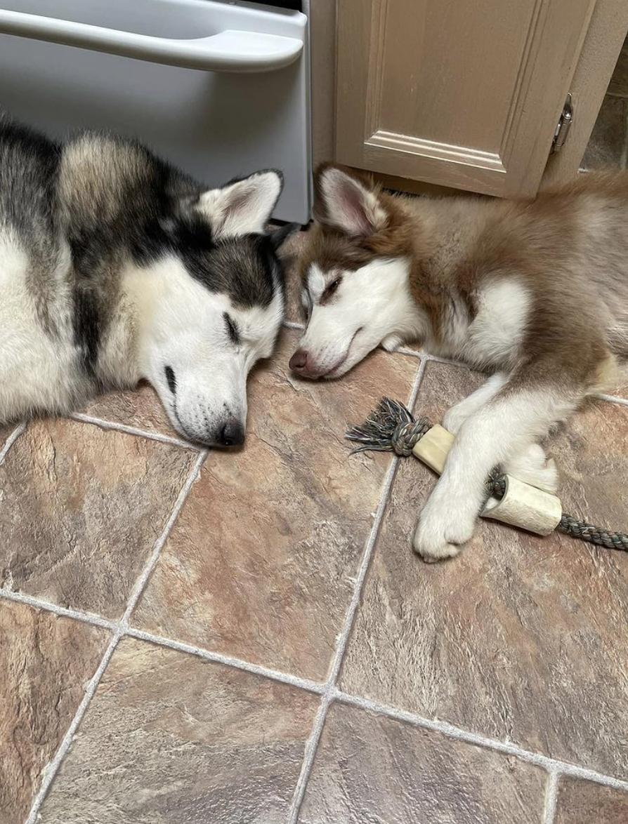 Snow Drift Kennels in New York | Siberian Husky puppies | Good Dog