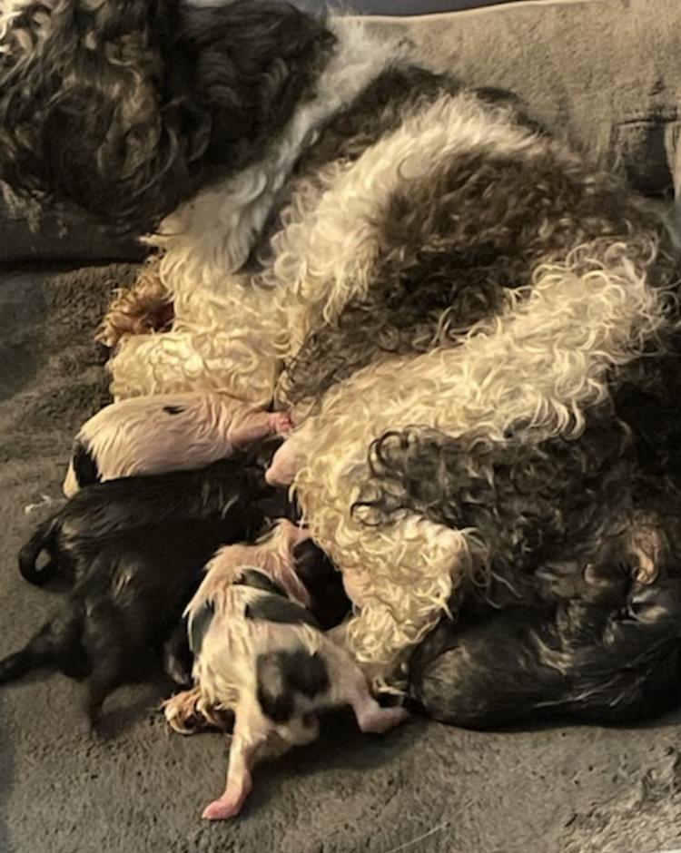 Mystic Moon Shih-Poos in North Carolina | Shihpoo puppies | Good Dog