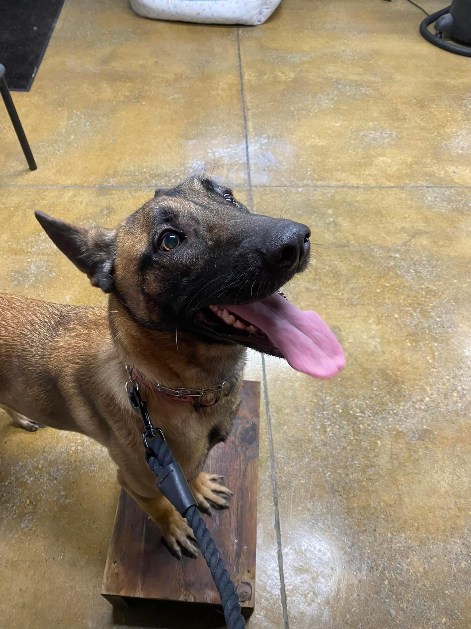 East KY K9 in Kentucky | Belgian Malinois, Biewer Terrier or German ...
