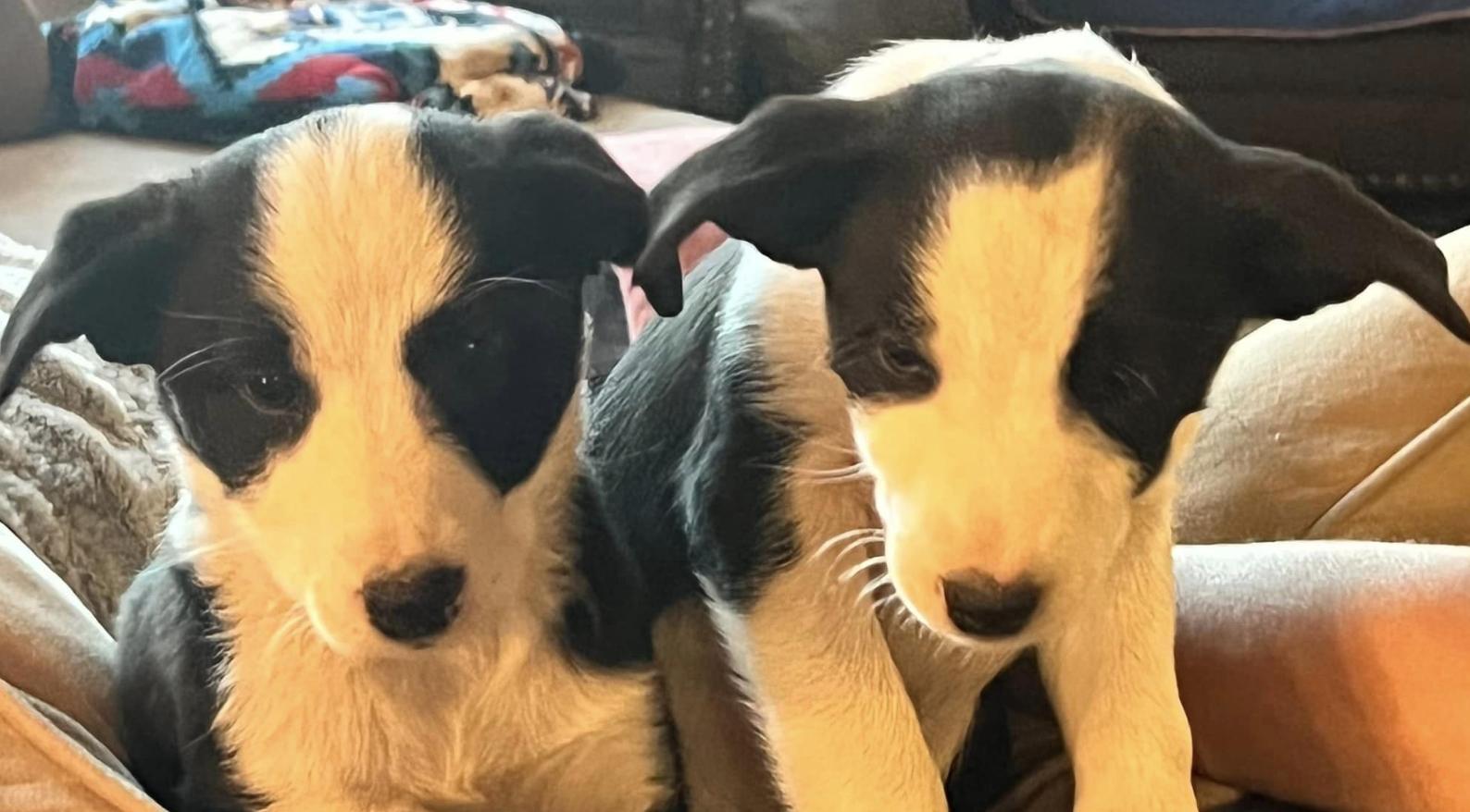 Horse Canyon Border Collies in Nebraska | Border Collie puppies | Good Dog