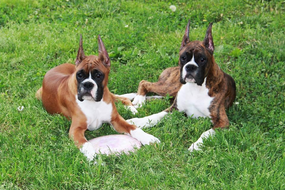 Treasure Chest Boxers in Tennessee | Boxer puppies | Good Dog