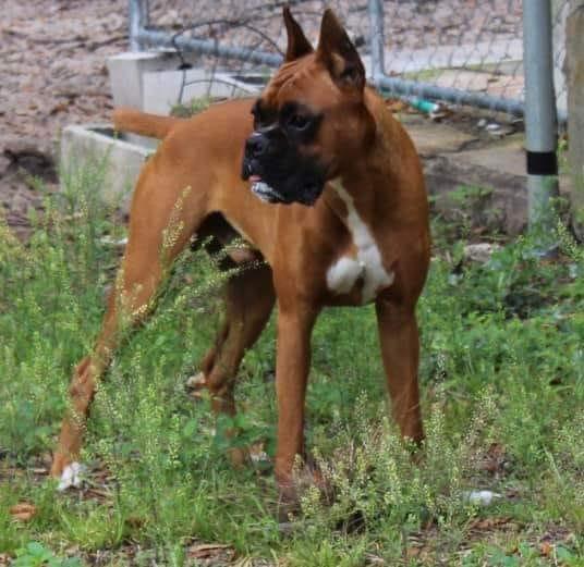 Lakeside Kennels of Franklin in Georgia | Boxer and Dachshund puppies ...