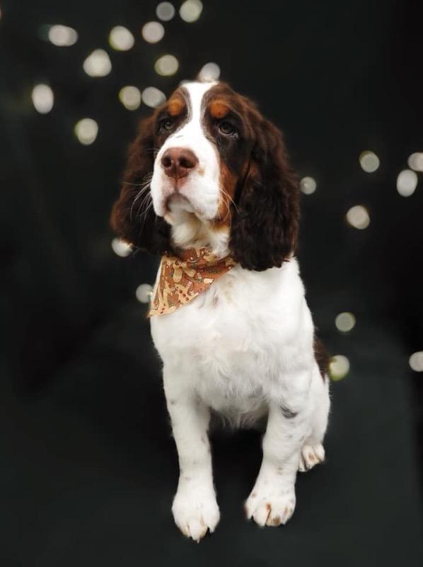 Snowy Butte Springer Spaniels in Oregon | English Springer Spaniel ...
