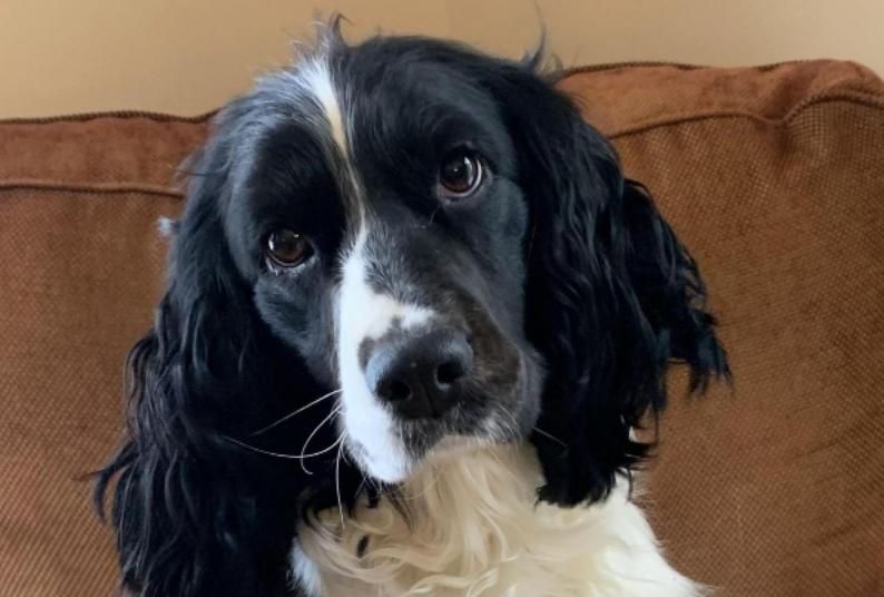 Sara's English Springer Spaniels in Virginia | English Springer Spaniel ...